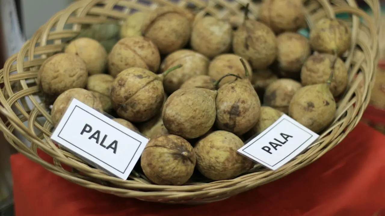Mengenal Apa Itu Pala, Tanaman Asli Indonesia Penuh Manfaat - Regional ...