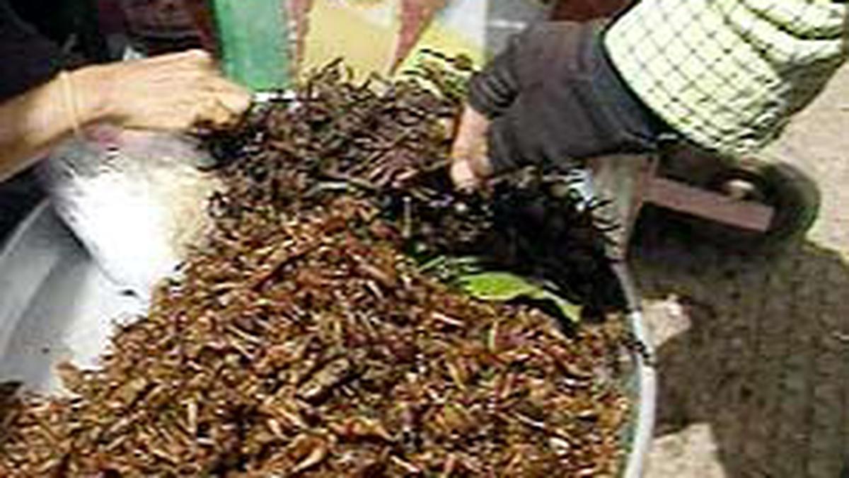 Laba-Laba pun Menjadi Makanan Favorit - Global Liputan6.com