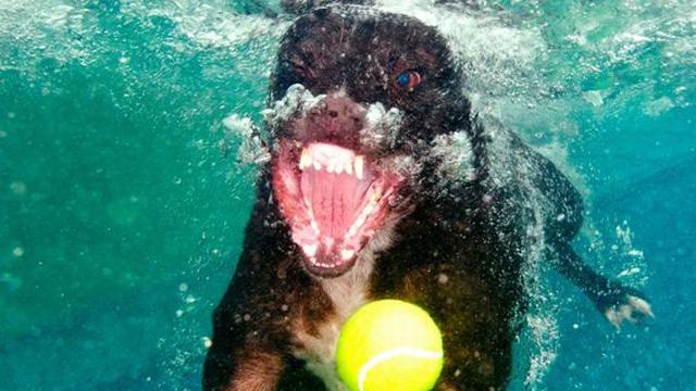 5 Ekspresi Seram Wajah Anjing di Air Saat Terekam Kamera - Tekno ...
