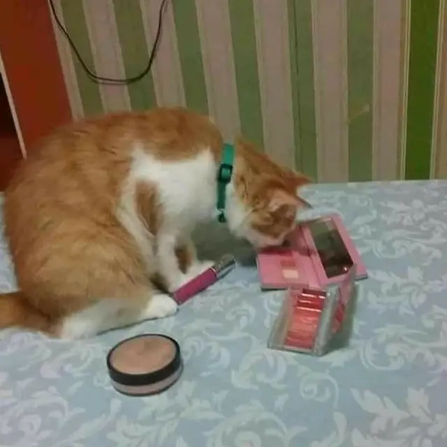 6 Tingkah Kucing Suka Merusak Barang Ini Bikin Emosi, Onar Banget - Hot ...