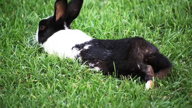 10 Jenis Kelinci Hias dan Harganya, Bisa Jadi Pilihan Hewan Peliharaan ...