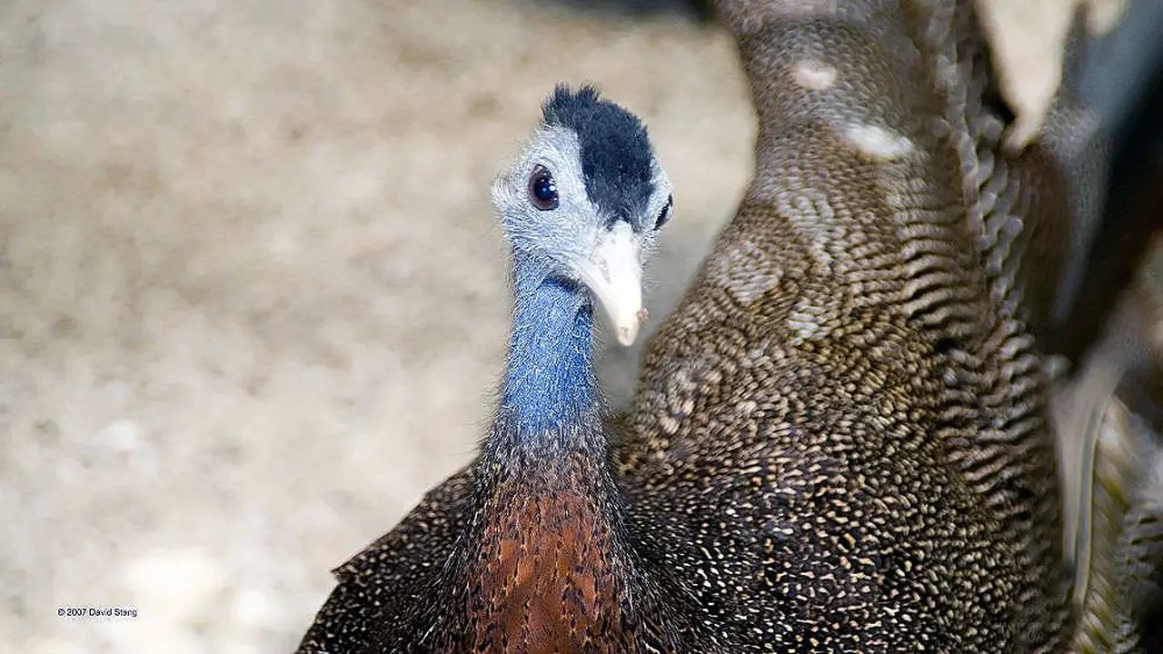 Mengenal Burung Kuau Raja, Pernah Dianggap Punah Kini Ditemukan Lagi ...