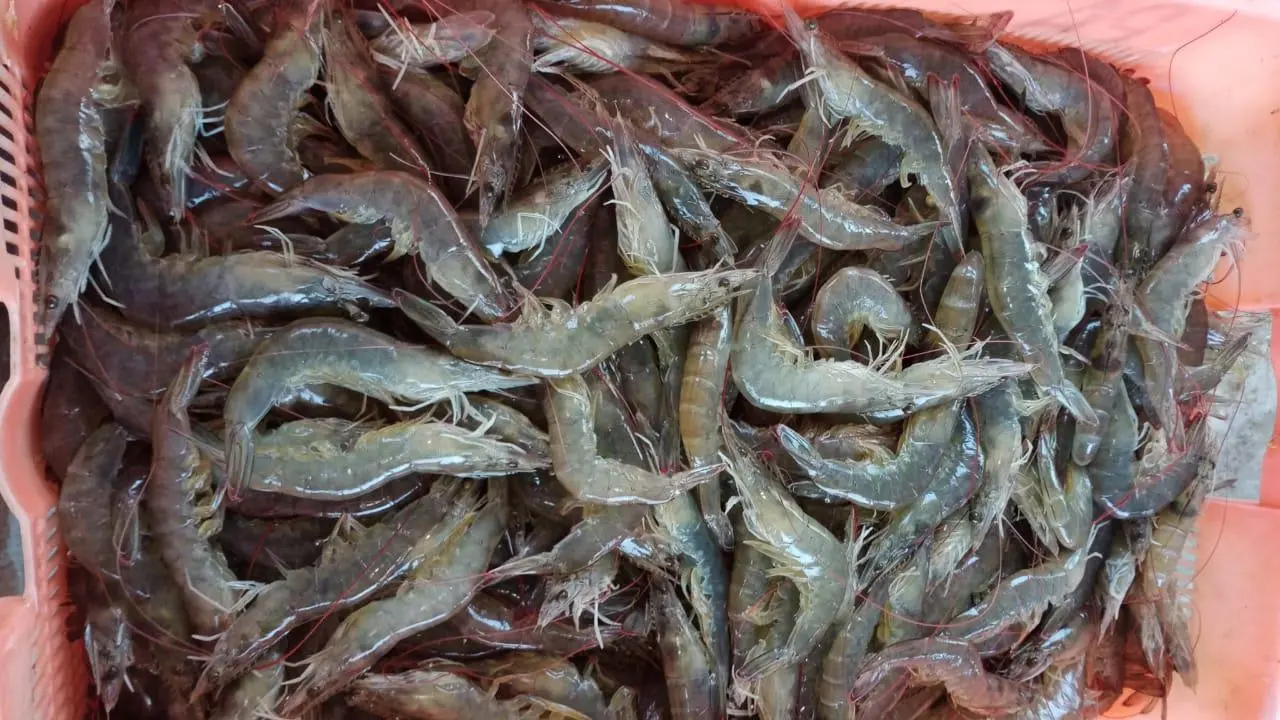 5 Strategi KKP Hadapi Tudingan Antidumping AS untuk Produk Udang ...