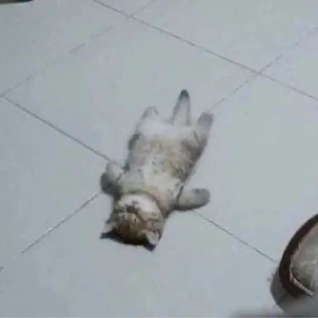 6 Potret Kucing Malas Gerak Ini Tampak Lucu, Pose Rebahan Bikin Gemas ...