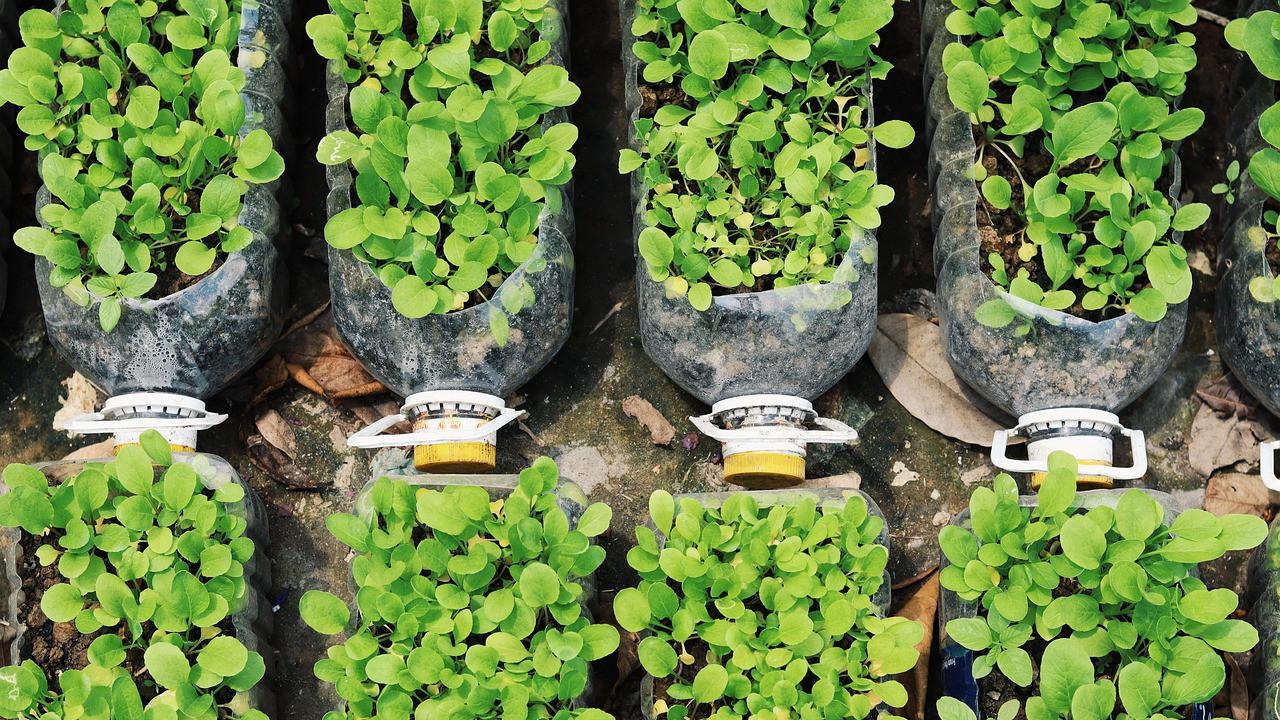 Cara Membuat Pot dari Daur Ulang Botol Air Mineral, Praktis dan Ramah ...