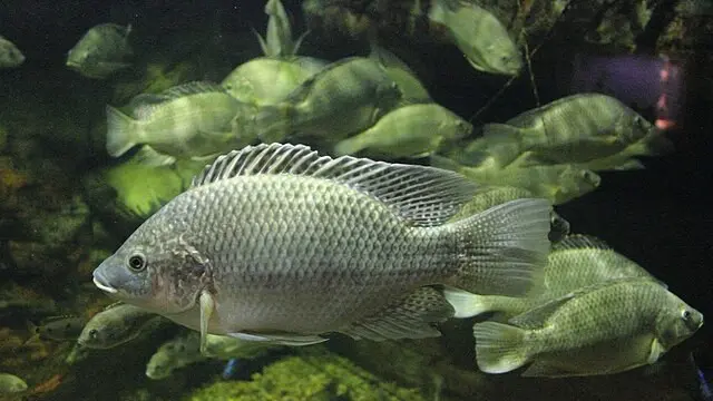 8 Pilihan Ikan Konsumsi untuk Pemula yang Anti Ribet dan Cepat Panen ...