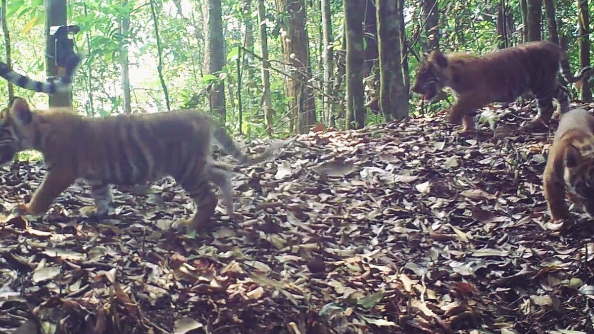 Malam Mencekam Di Pelalawan Saat Harimau Sumatera Mulai Berkeliaran Regional