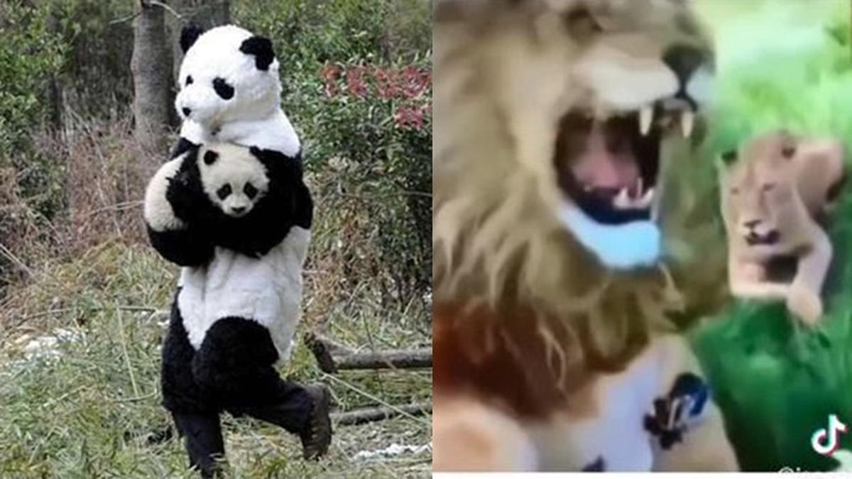 6 Penyamaran Jadi Hewan Ini Penuh Tipu-Tipu, Iseng Uji Nyali - Hot ...