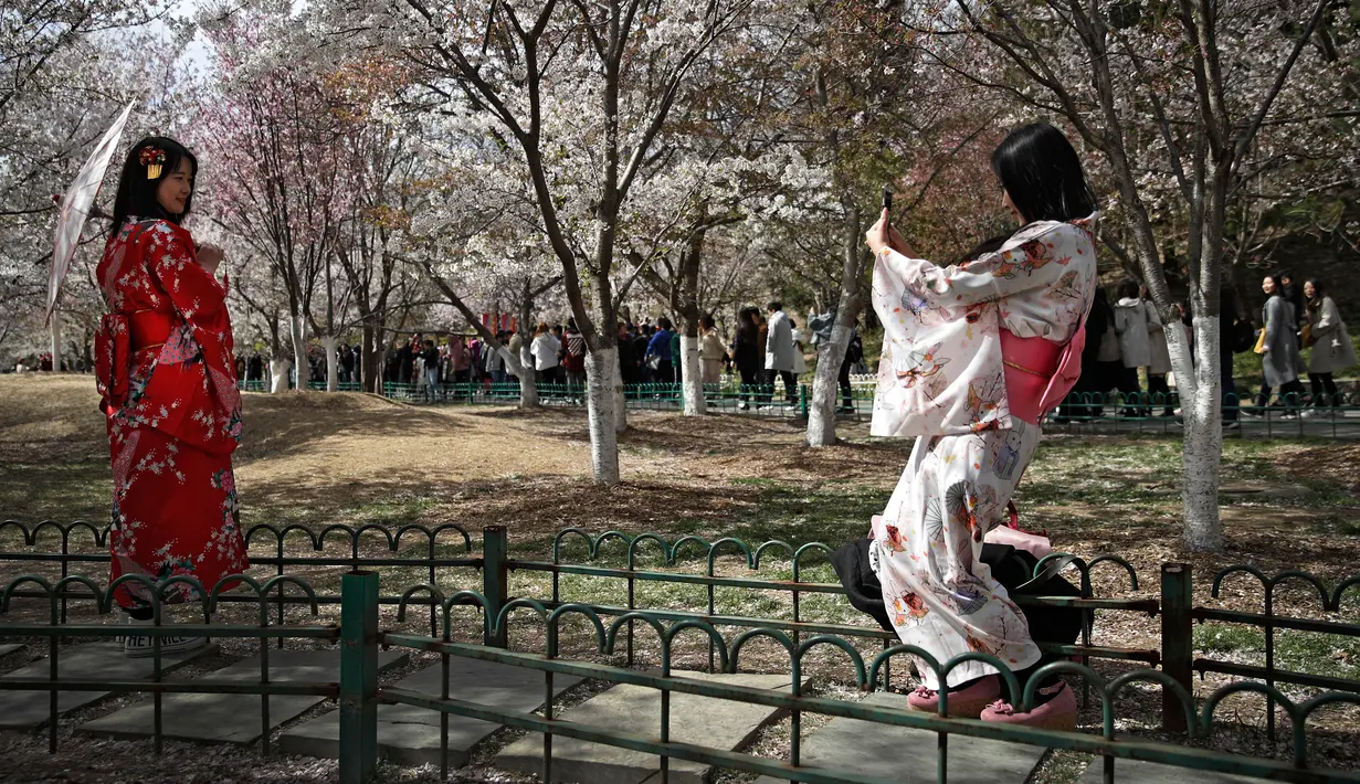 FOTO: Menikmati Keindahan Bunga Sakura Kala Musim Semi Menyapa Beijing ...