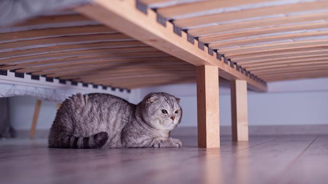 Gejala Kucing Demam yang Harus Diperhatikan dan Cara Mengobatinya ...