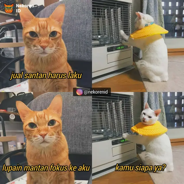 7 Meme Kucing Saat PDKT Ini Kocak Bikin Ngakak - Hot Liputan6.com