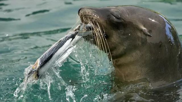 Dabbah Adalah Binatang Akhir Zaman, Ini 6 Ciri dan Tujuan Kemunculannya ...