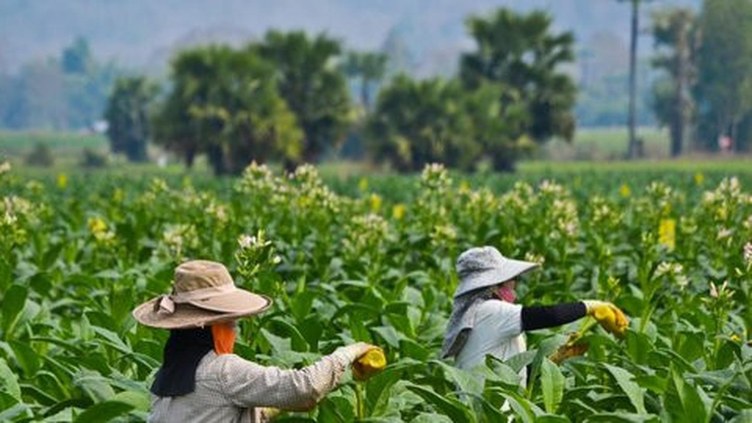 Petani Tembakau Minta Perlindungan soal Aturan Kemasan Rokok