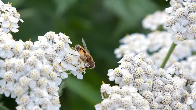 Mengenal Macam-macam Penyerbukan dan Contohnya pada Tumbuhan - Hot ...