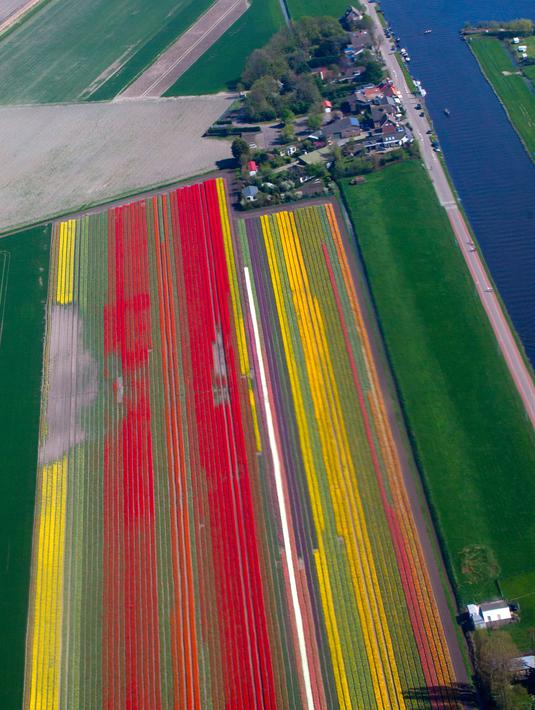 FOTO: Seperti Lukisan, Begini Penampakan Ladang Tulip di Belanda - Foto Liputan6.com