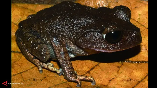 Ditemukan Spesies Katak Baru dari Borneo - News Liputan6.com
