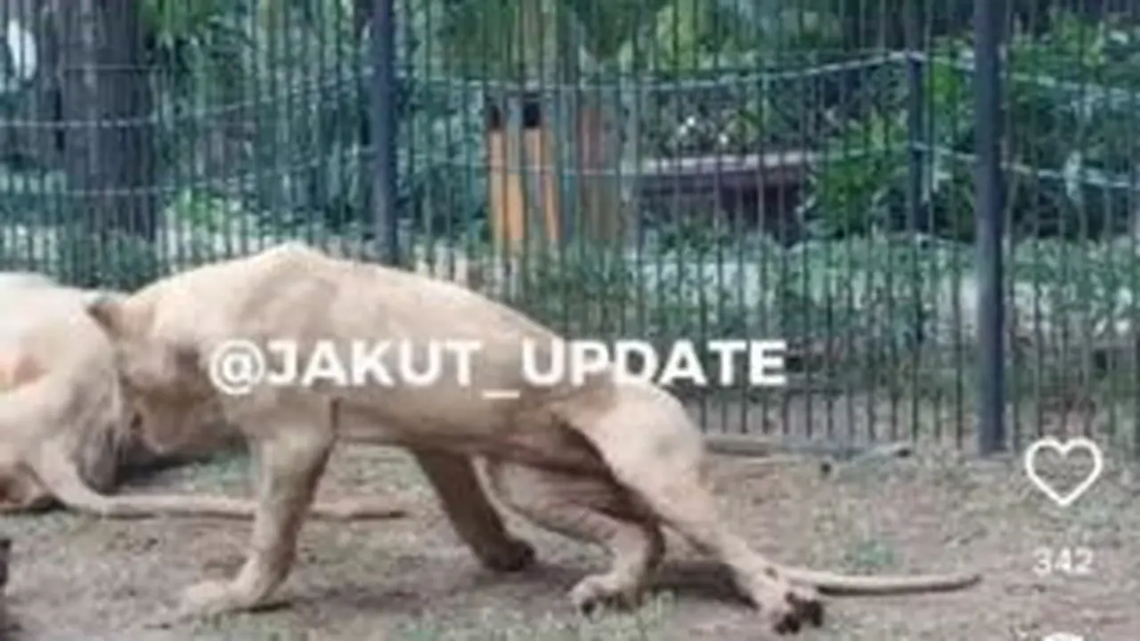 Viral Singa Putih Terlihat Lemas dan Jatuh saat Jalan, Ini Penjelasan Faunaland Ancol - News ...
