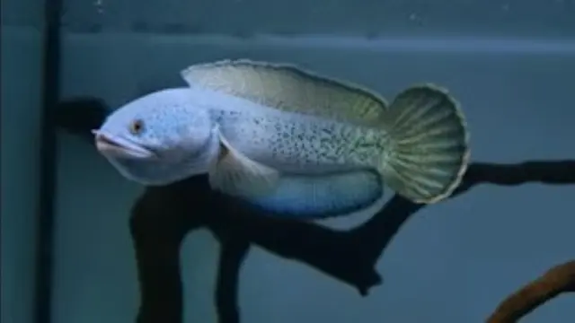 8 Jenis-Jenis Ikan Predator Air Tawar yang Bisa Dipelihara di Akuarium ...