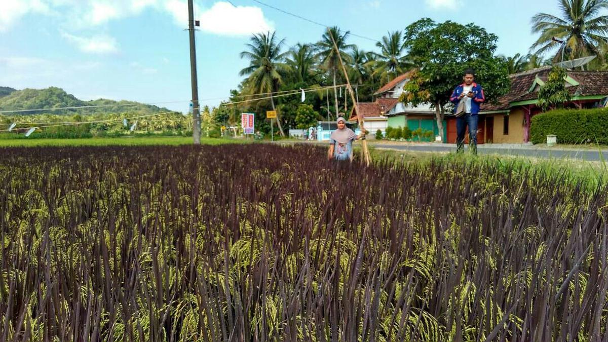 Padi Hitam Tumbuh di Sawah Warga Kulon Progo - Regional Liputan6.com