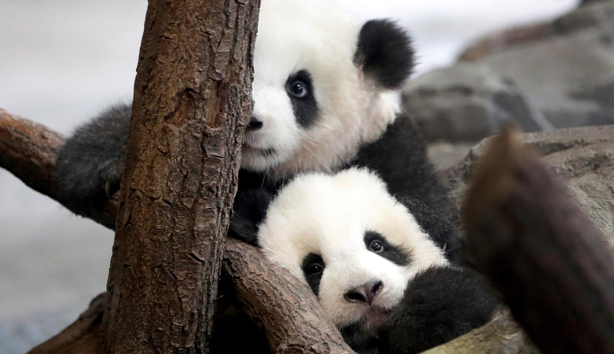 FOTO: Panda Kembar Meng Xiang dan Meng Yuan Siap Diperkenalkan ke Publik