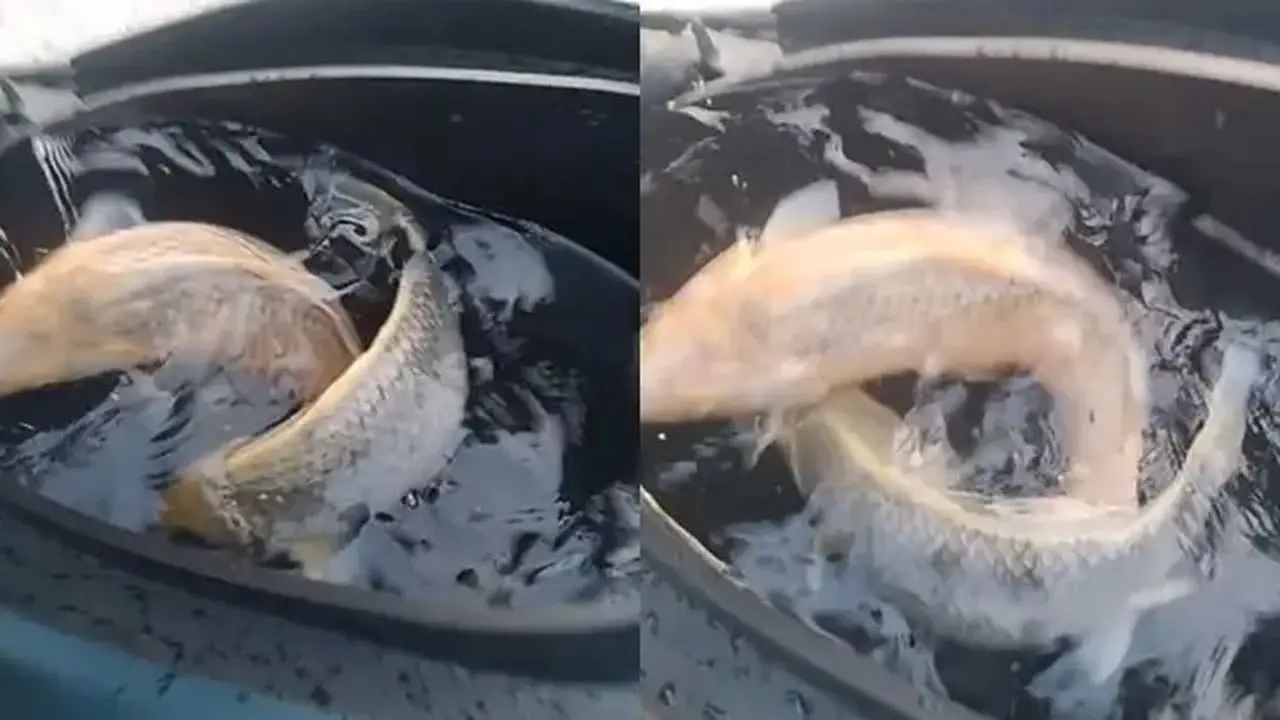 Fungsi Lain Bagasi Sepeda Motor Yamaha NMax, Bisa Kirim Ikan Hidup ...