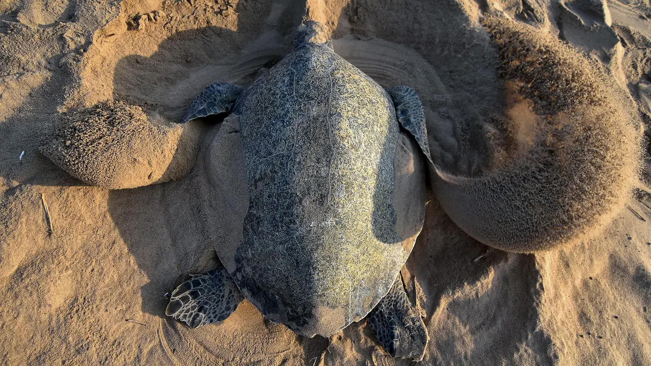 Ratusan Warga Mentawai Keracunan Daging Penyu - Regional Liputan6.com