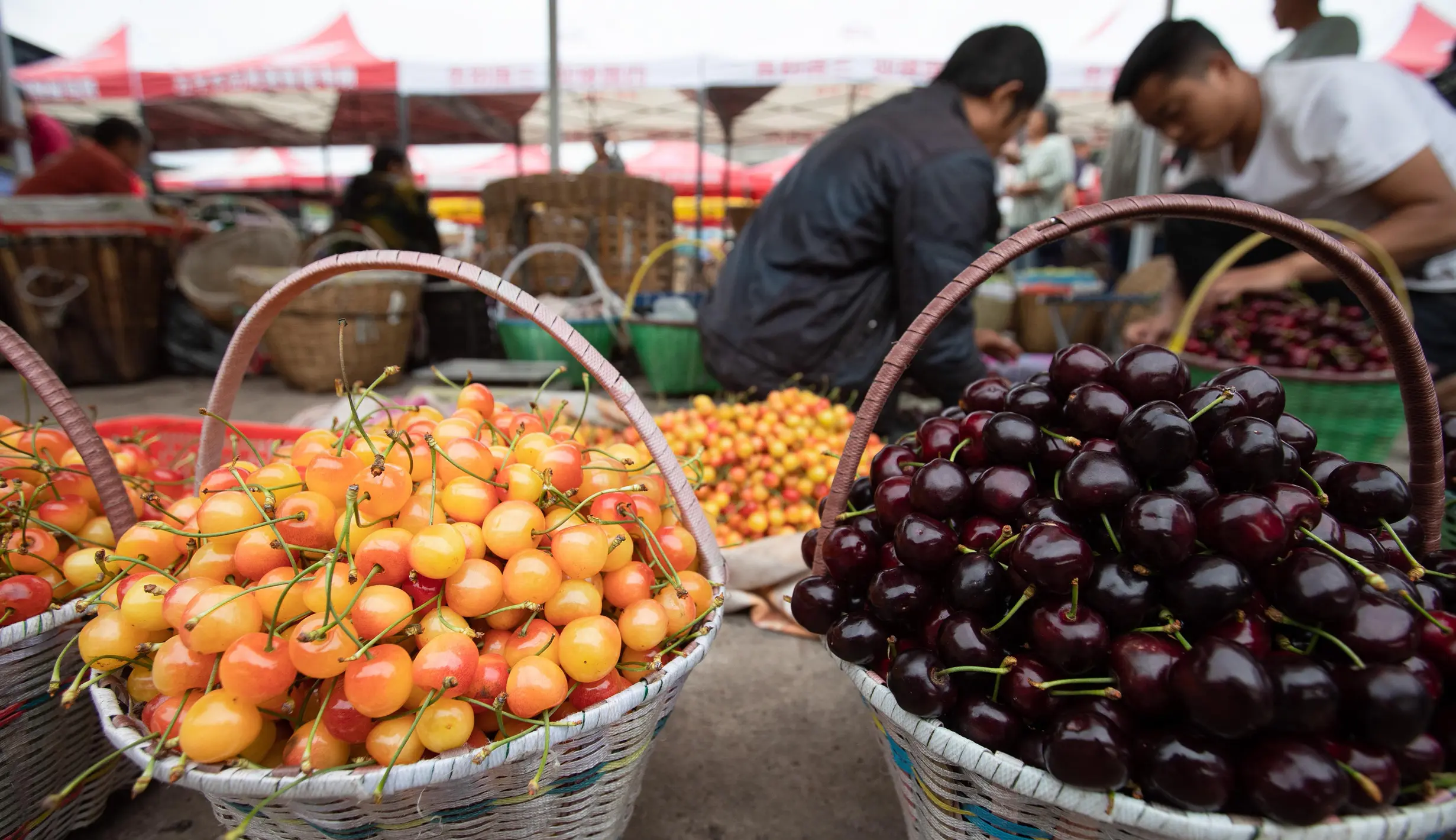 FOTO: Melihat Geliat Industri Ceri di Sichuan - Foto Liputan6.com