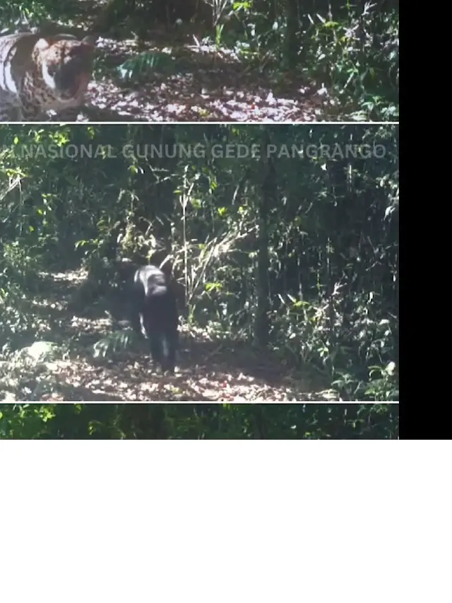 Macan Tutul dan Macan Kumbang Terekam Bersama di Gunung Gede Pangrango ...