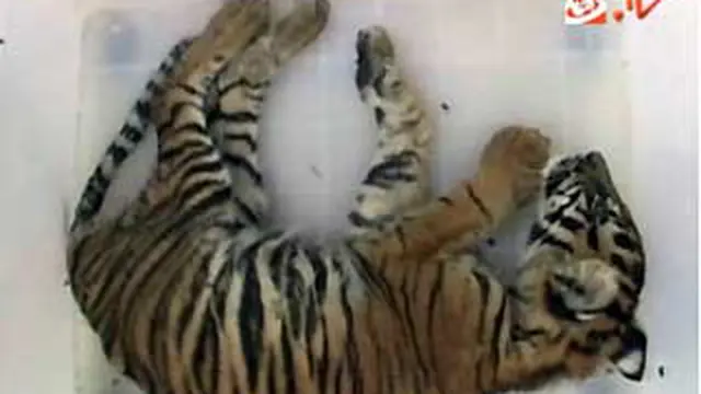 Anak Harimau itu Akhirnya Mati - News Liputan6.com