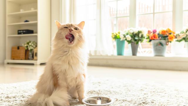 Mulai Kembali WFO, Ini Cara Mempersiapkan Kucing Saat Ditinggal Kerja ...