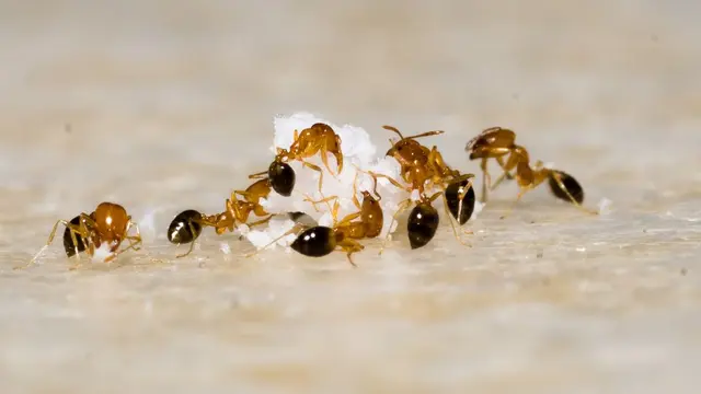 Hati-hati 10 Semut Paling Berbahaya di Dunia Ini, Bisa Picu Alergi ...