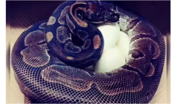 Kini Miliki Rasio 4:5, Ini Cara Mengubah Tampilan Ukuran Feed Instagram ...