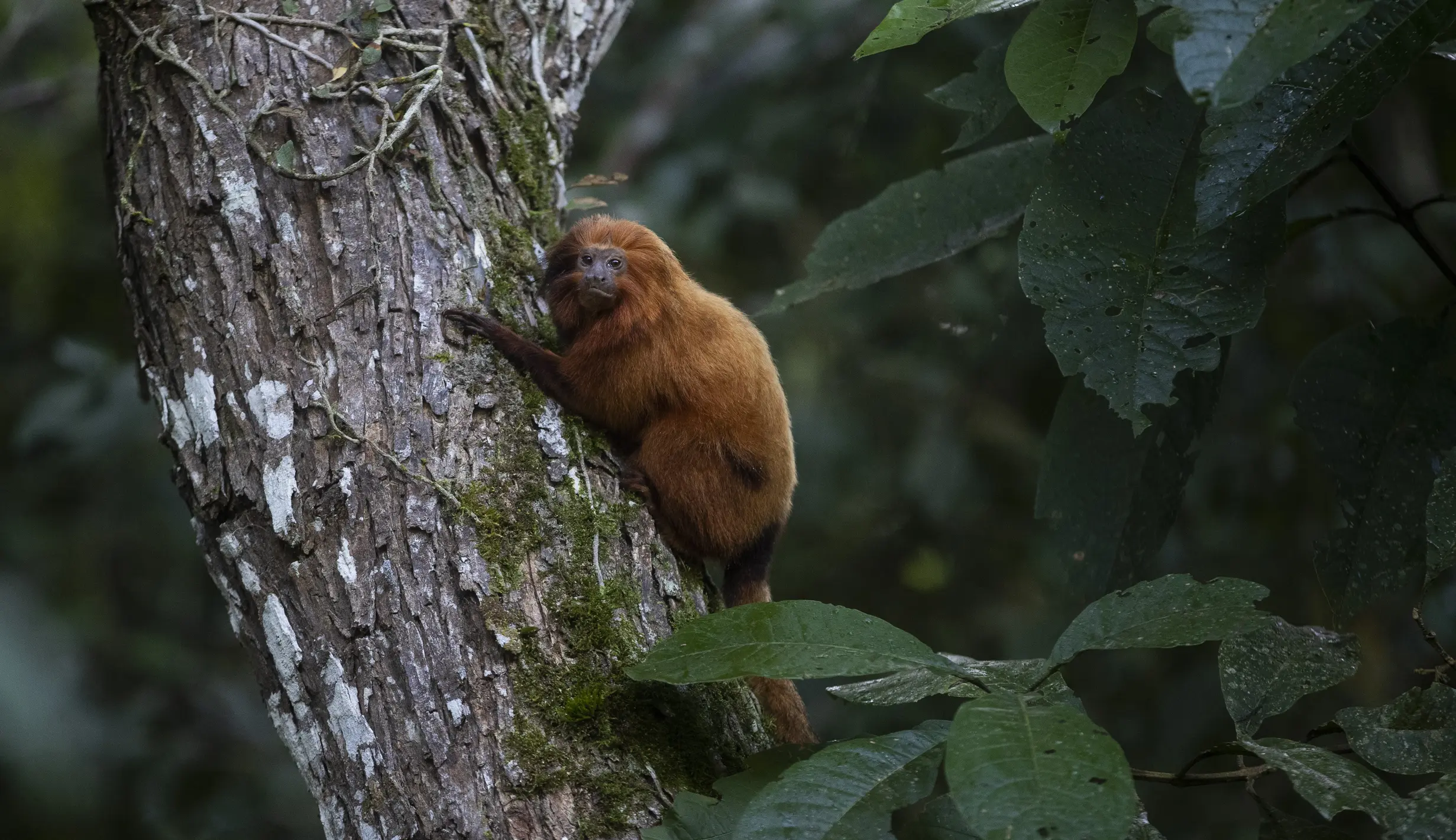 FOTO: Konservasi Tamarin Singa Emas yang Terancam Punah - Foto Liputan6.com