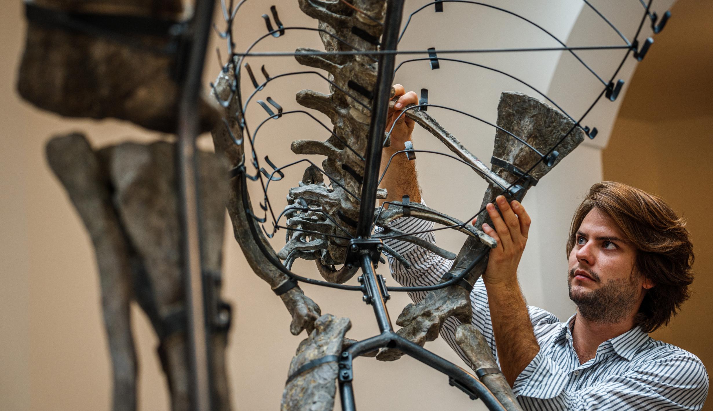 Kerangka Dinosaurus "Barry" Bakal Dilelang di Paris
