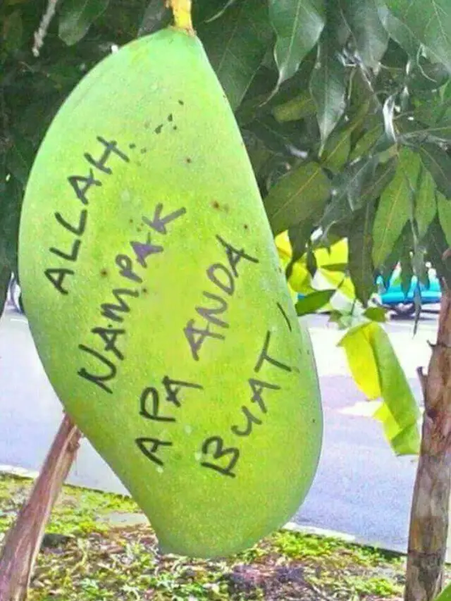 6 Tulisan di Mangga Ini Nyeleneh Banget, Kocak - Hot Liputan6.com