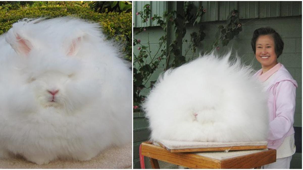 Hayo Coba Tebak Hewan Apa Ini? - Lifestyle Fimela.com