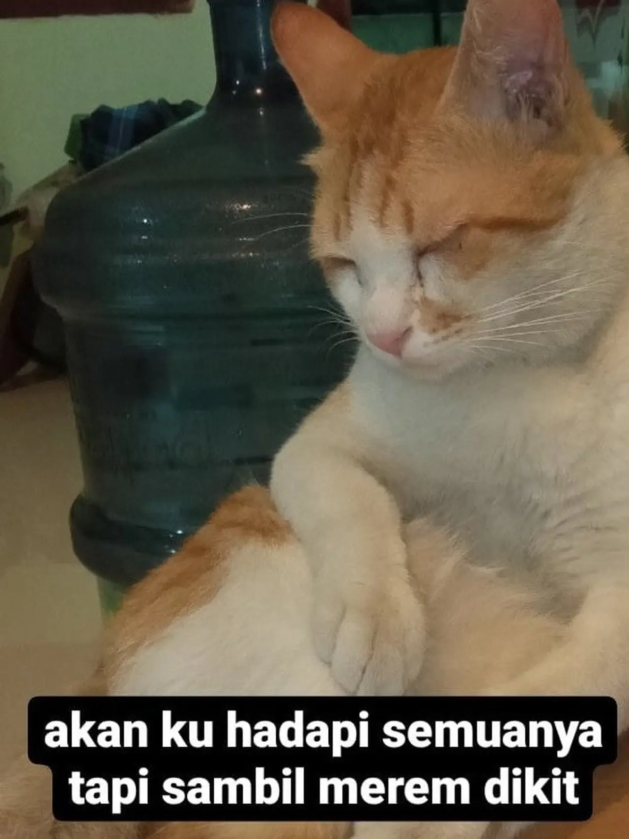 6 Meme Kucing Banyak Pikiran Ini Nyeleneh Banget, Kocak - Hot Liputan6.com