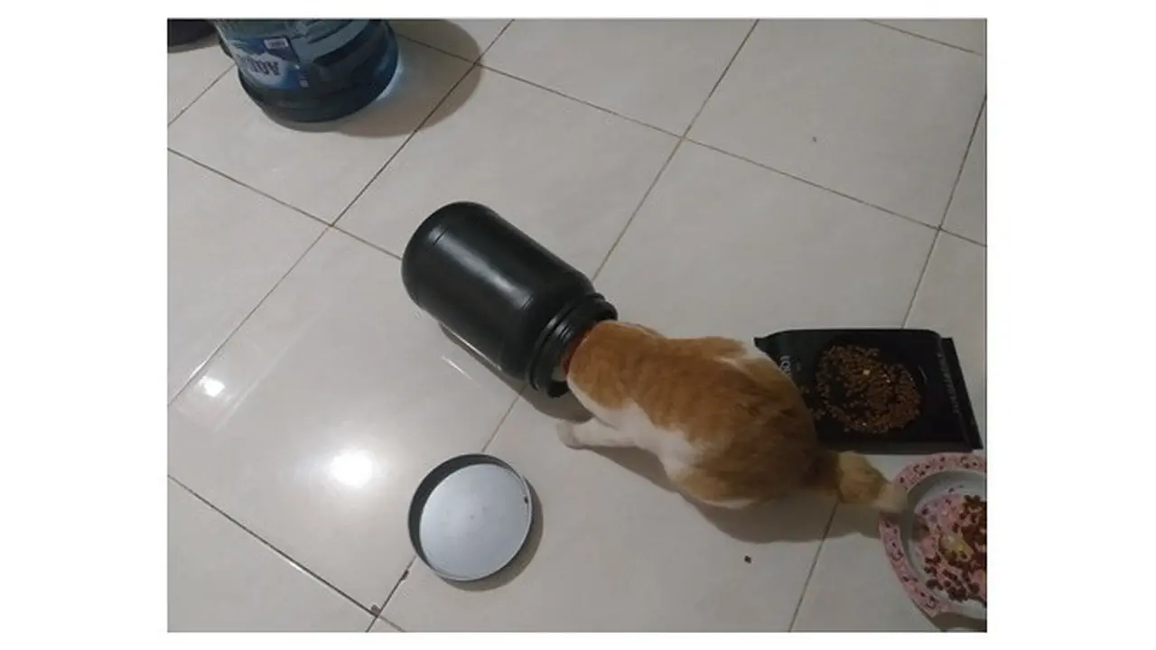 6 Potret Aksi Kucing Makan Langsung dari Toples, Ada Saja Tingkah ...