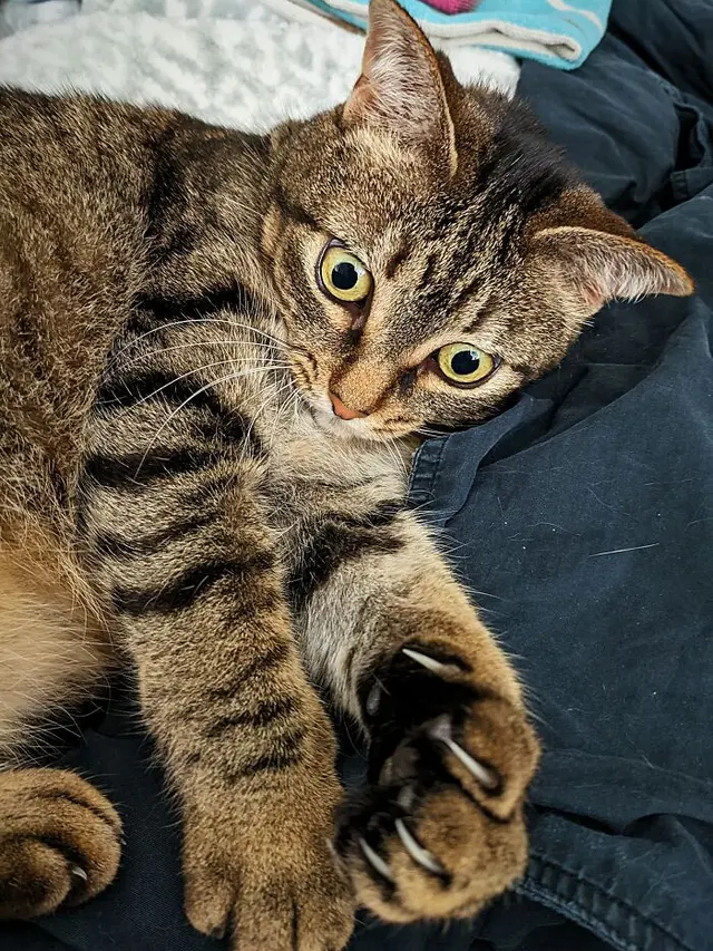 8 Potret Kucing dengan Cakar Tajamnya, Bikin Takut - Citizen6 Liputan6.com