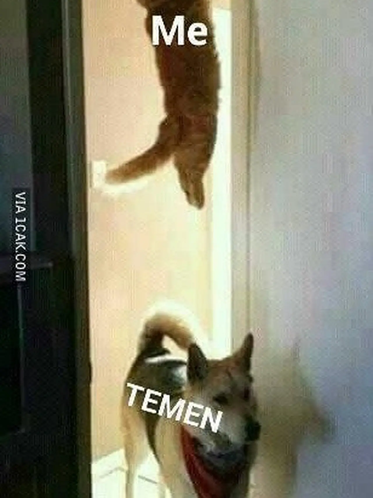 6 Meme Lucu Saat Ditagih Utang Ini Malah Bikin Emosi - Hot Liputan6.com