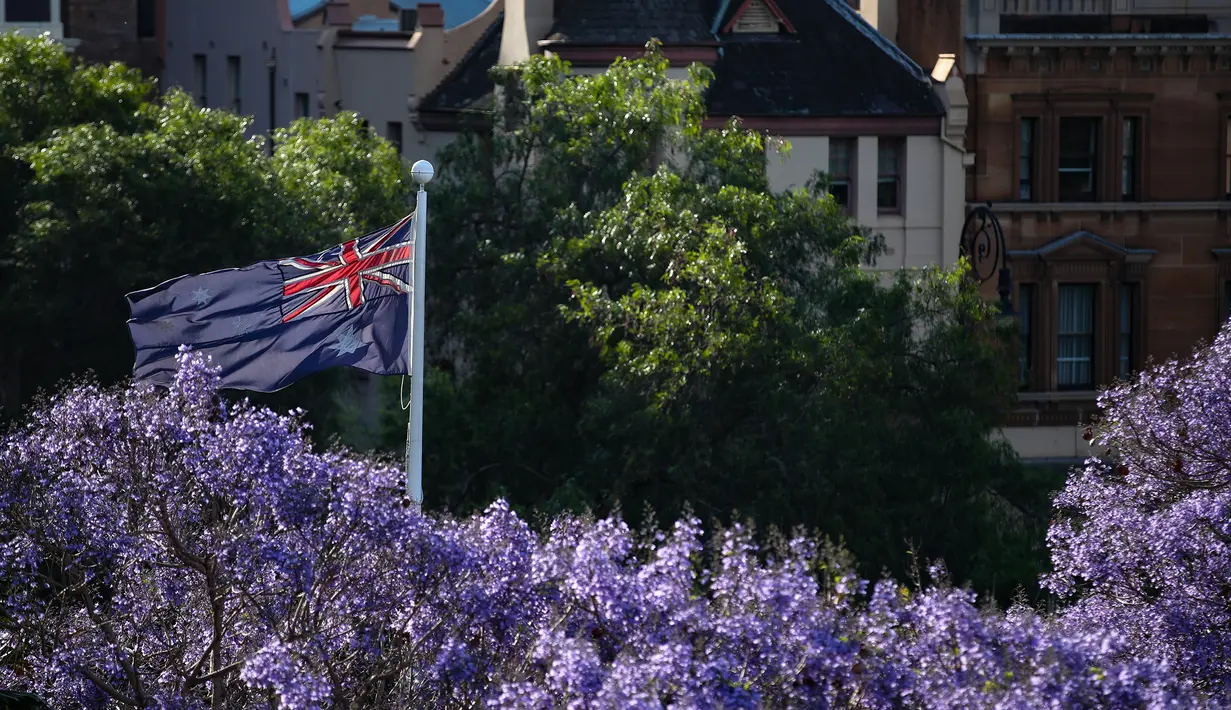 FOTO: Melihat Bunga Jacaranda Bermekaran di Sydney - Foto Liputan6.com