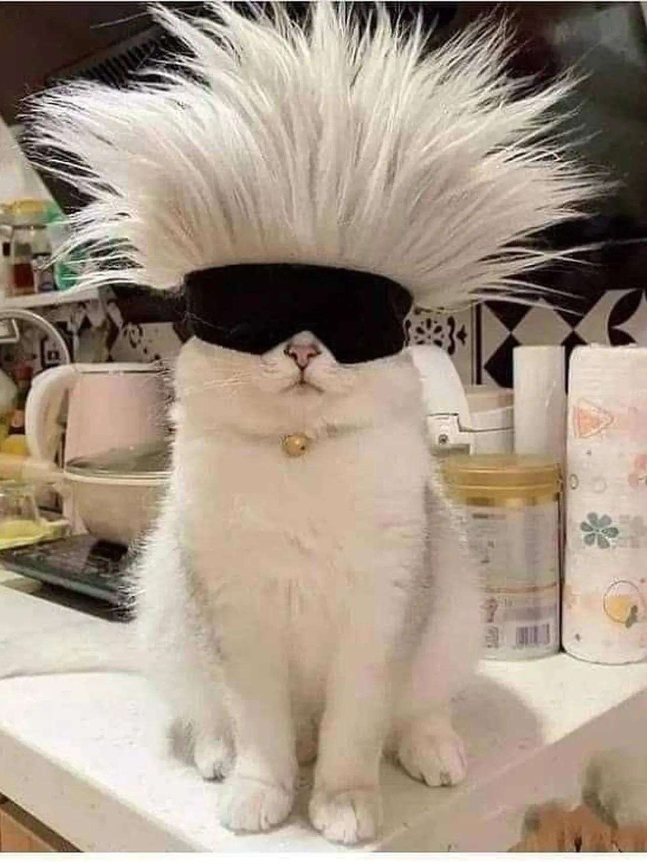 10 Potret Lucu Kucing Cosplay Karakter Anime Ini Bikin Gemas - Hot ...