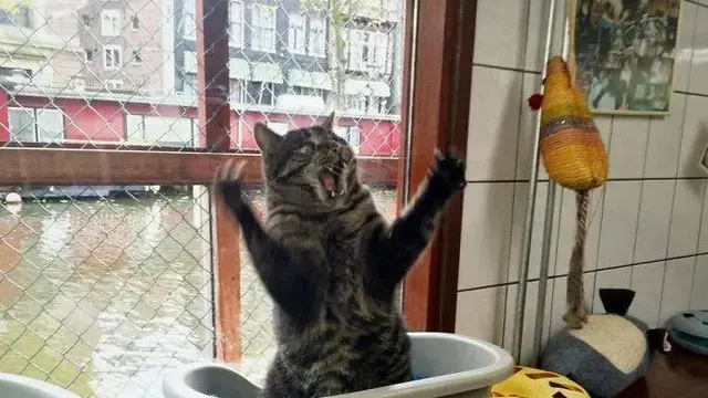 7 Ekspresi Gemas Kucing Ketakutan Ini Lucu Banget, Sampai Dipeluk ...