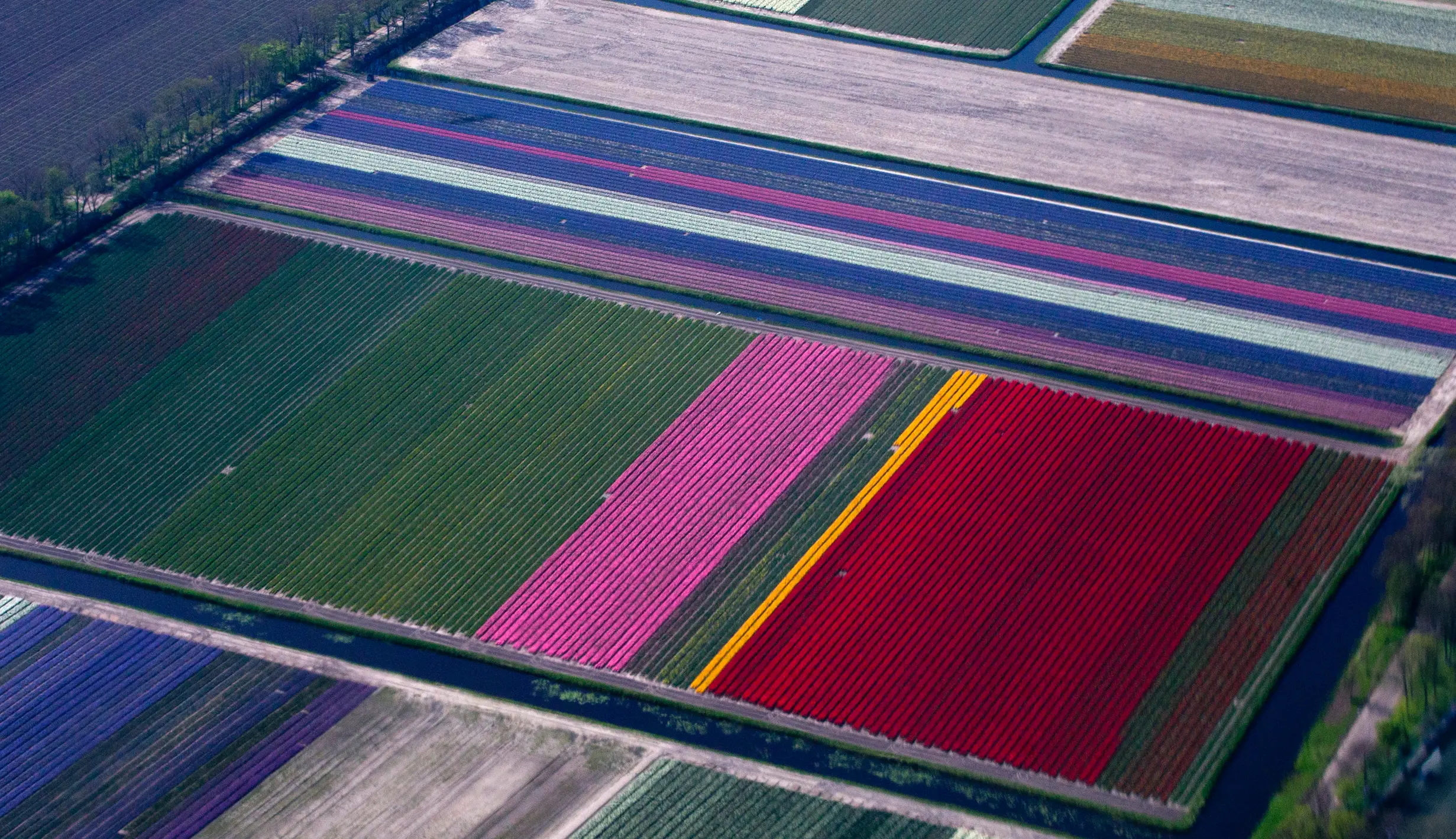 FOTO: Seperti Lukisan, Begini Penampakan Ladang Tulip di Belanda - Foto ...