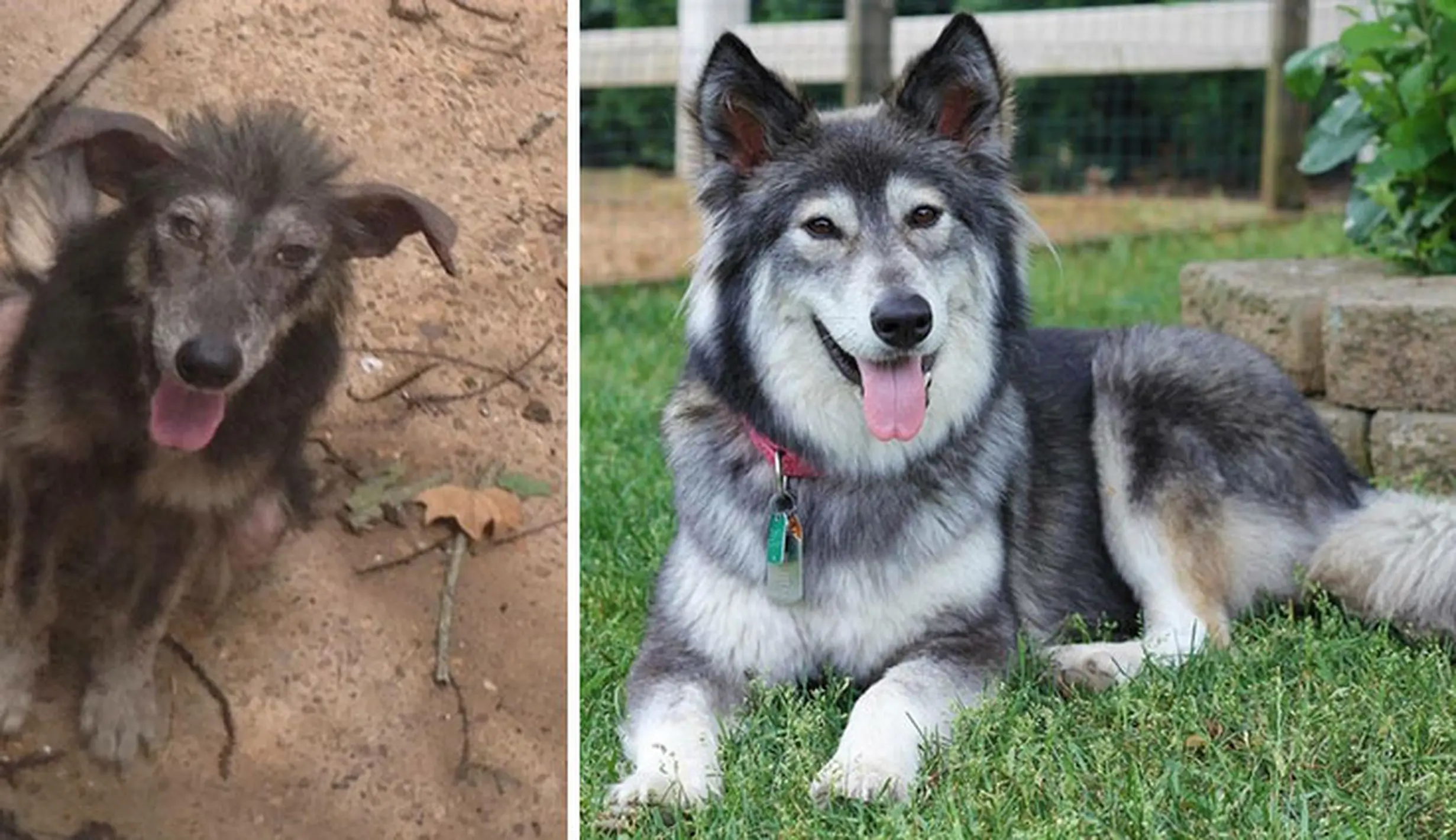 Potret Before After Anjing yang Diadopsi Ini Bikin Terenyuh