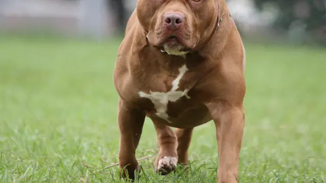 Jenis-Jenis Anjing Berbahaya di Dunia, Jangan Remehkan Kekuatannya ...