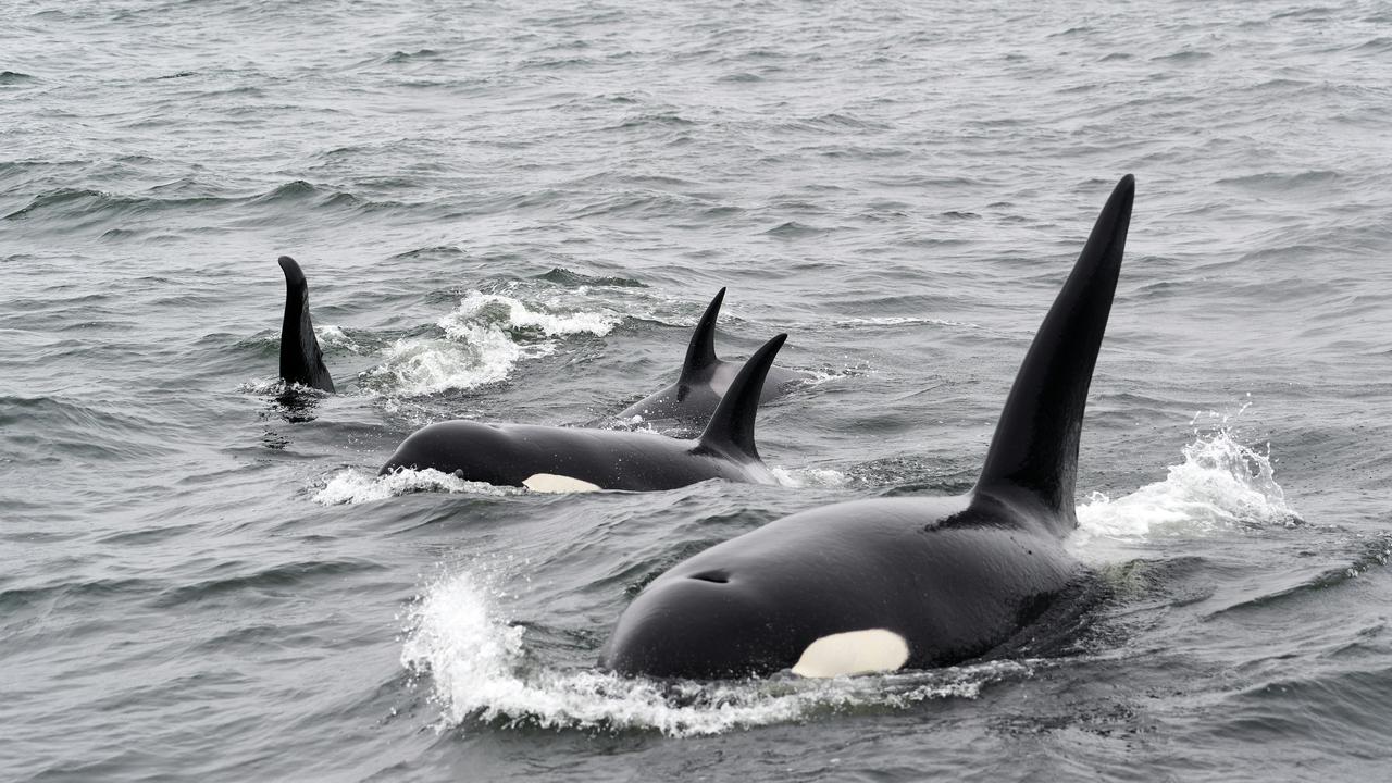Viral Paus Orca Bawa Anaknya yang Mati Selama Berminggu-Minggu