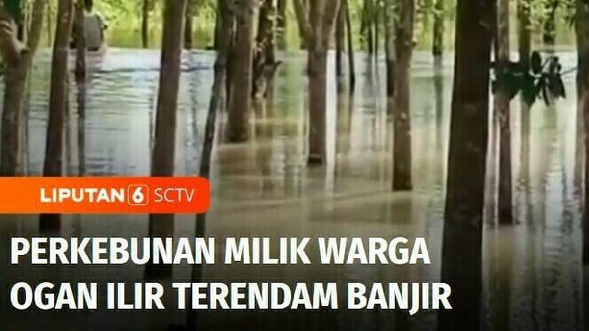 VIDEO: Ogan Ilir Diterjang Banjir, Perkebunan Milik Warga Terendam - TV ...
