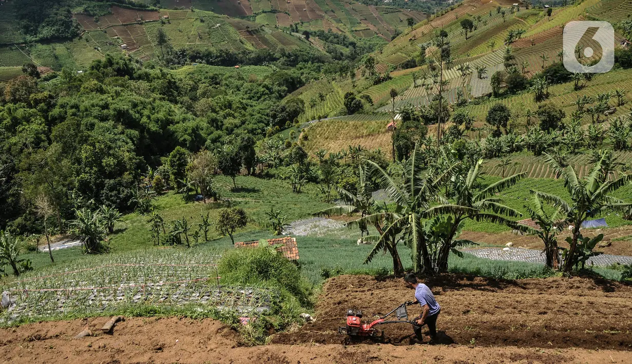 FOTO: Pertanian Bawang Merah Berkonsep Terasering di Majalengka - Foto ...