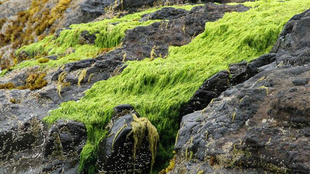 Jenis-Jenis Tumbuhan Lumut dan Ciri-Cirinya yang Perlu Diketahui ...
